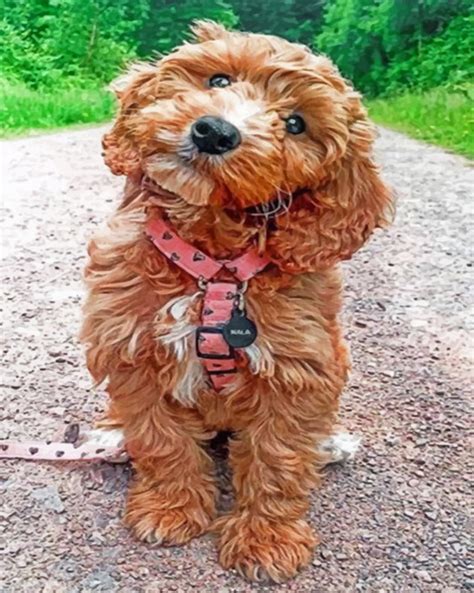 Cockapoo Paint By Numbers Num Paint Kit