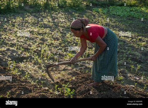 Mising Tribe Woman Tilling Field Majuli Island Brahmaputra River