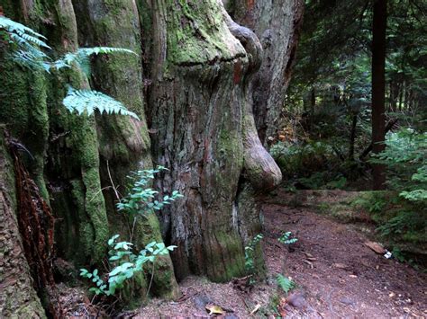 Face In The Tree Bark Smithsonian Photo Contest Smithsonian Magazine