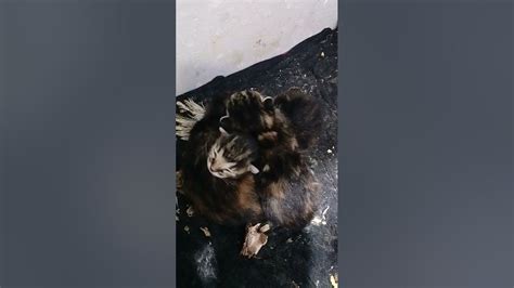 القطة واولادها Cat اكسبلور Nature Youtube
