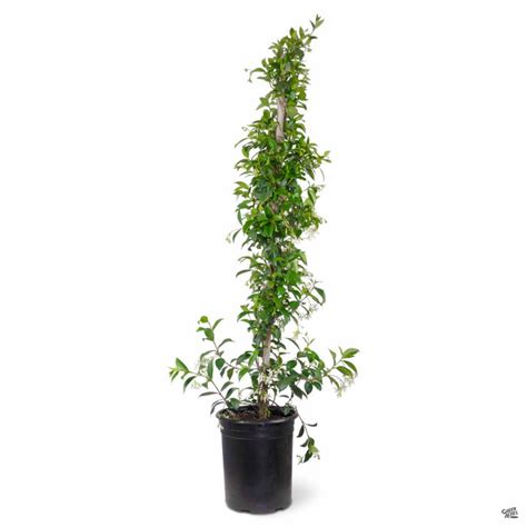 Star Jasmine Stake — Green Acres Nursery And Supply