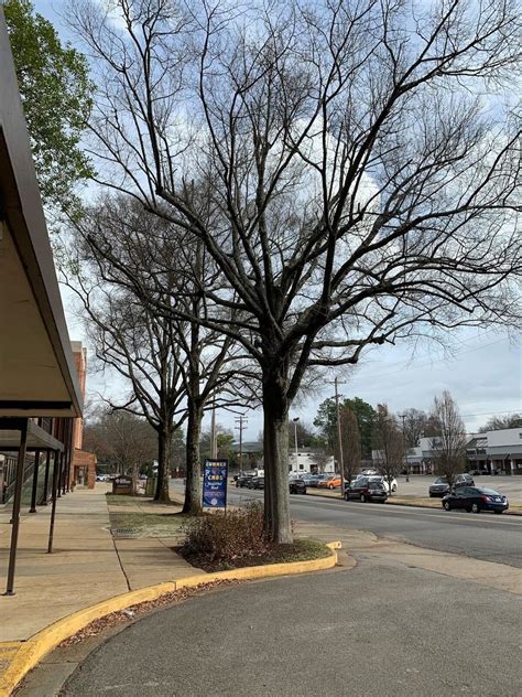 Spruce Up Tree Care Expertly Trims Memphis S Majestic Willow