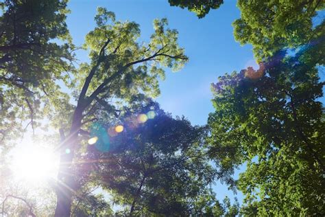 Premium Photo Green Tree Brances