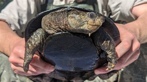 Researchers Discover Endangered White Throated Snapping Turtle In