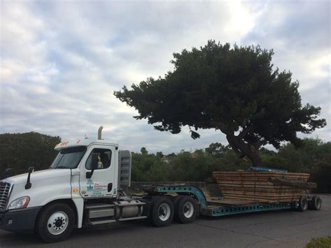 Expert Tree Relocation Service In California Any Palm Or Tree