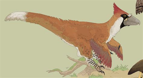 Red Crowned Banshee Fiction Taxonomy Wiki Fandom