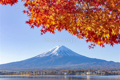 日本の秋風景河口湖の紅葉と富士山の写真素材 171369961 イメージマート