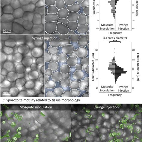Size Exclusion Chromatography A Calibration Curve Using Calibration Download Scientific