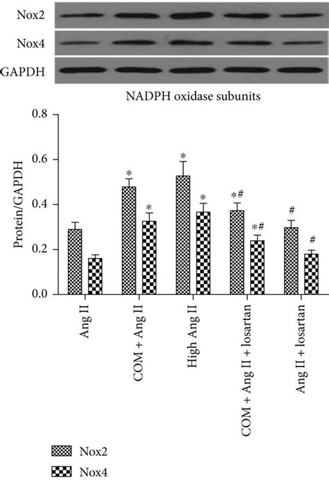 Losartan downregulated NF κB pathway activity and stone related protein