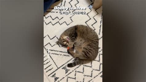 도비는 자유에요 ⛓️‍💥😻 네이버 Tv