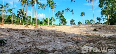 Land For Sale In Maret Surat Thani For 0 U1382454