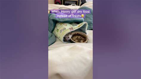 Hedgehog Pouting😂 ️🦔 Funnyanimals Funnypets Funny Viralshorts