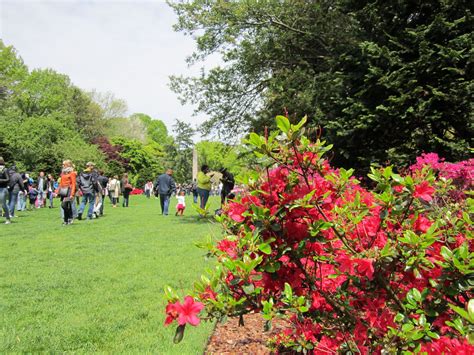The 2012 Sakura Matsuri Festival At Brooklyn Botanic Garden Localbozo