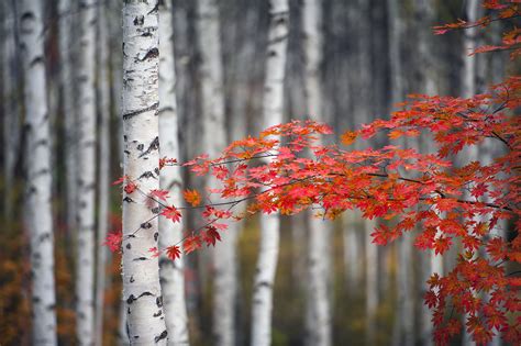 식물 자작나무 식물 생물종 Bric