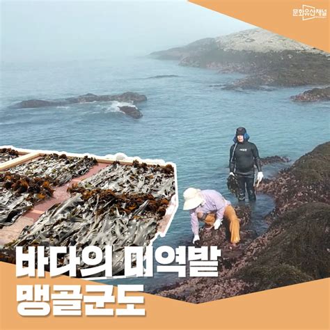 문화유산채널 미역밭을 일구는 바다 부들 맹골군도 곽도 맹골도 죽도 작은 3개의 섬으로