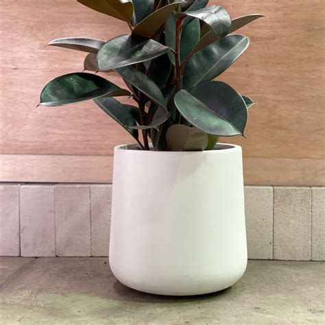 Curved Tapered Planter In White The Plant Society