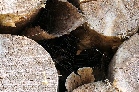 Spider Web Logs Woods Free Photo On Pixabay Pixabay