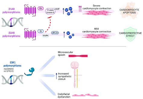 Genetic Susceptibility In The Pathogenesis Of Tc Adrenergic Receptor