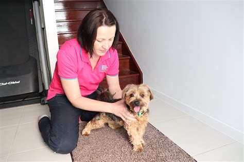 Canine Massage An Essential Complimentary Therapy Canine Remedial