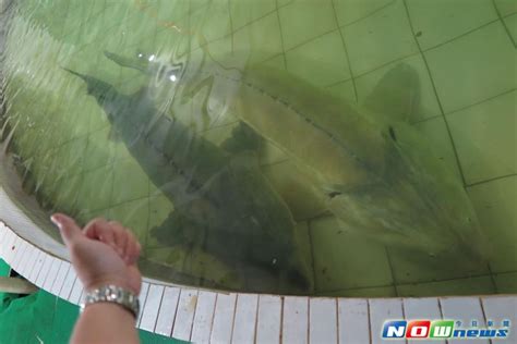 一帶一路大陸極東撫遠 鱘龍魚比海豚還大 大陸 NOWnews今日新聞