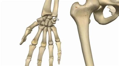 Artsy Human Wrist Joint Anatomy Model With Ligaments At ₹ 2250piece Anatomical Models In