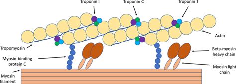 Sarcomere Actin Myosin And Troponin Download Scientific Diagram