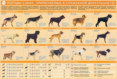 Кинология - основы дрессировки, правила ухода и тактика применения ...