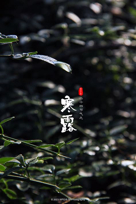 寒露，是二十四节气之第十七个节气，秋季的第五个节气。寒露是一个反映气候变化特征的节气，寒露节气后，昼渐短，夜渐长，日照减少，热气慢慢退去，寒气