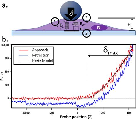 Representative Sm Fluorescence Time Trace Using A 60× Objective In