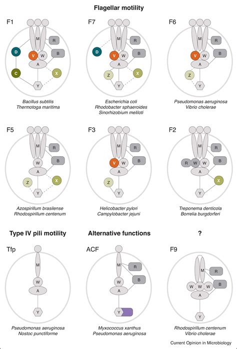Diversity Of Bacterial Chemosensory Systems Jouline Lab