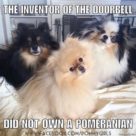 85 Funny Pom Memes Are Cute And Cuddly Geeks On Coffee Cute