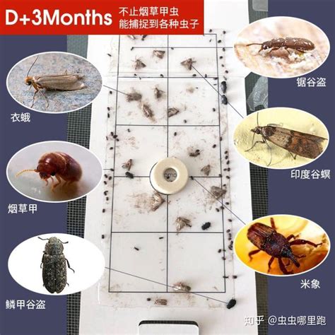 这两种小甲虫傻傻分不清楚 知乎