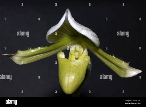 Tropical Orchids Are Popular Household Plants Now That Propagation Has