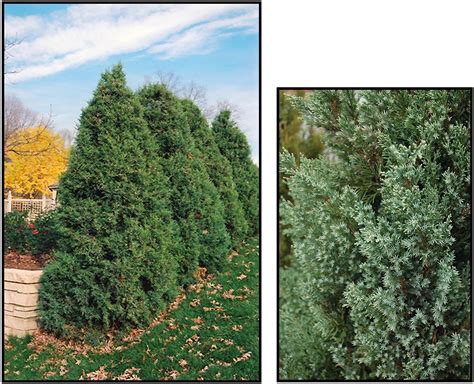 Mountbatten Juniper Hinsdale Nurseries