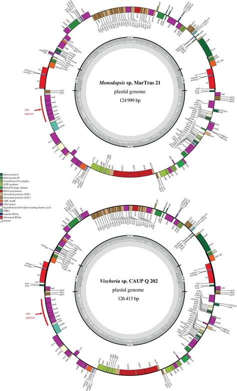 Gene Maps Of The Newly Sequenced Plastid Genomes Of Vischeria Sp Caup