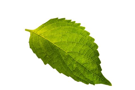 신선 하 고 녹색 열 대 정원 나무 잎 텍스처 세계 지구의 날 개념에 대 한 흰색 배경에 고립 된 녹색 잎 0명에 대한 스톡