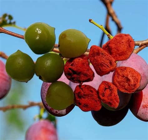 Plum In Chinese Language At Georgia Lucas Blog