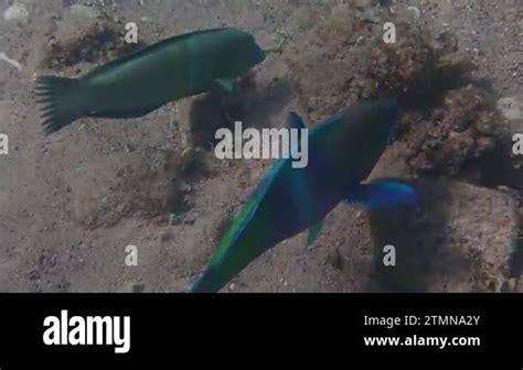 Steep Headed Parrot Fish Scientific Name Is Chlorurus Gibbus It