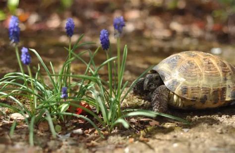 Russian Tortoise Description Habitat Image Diet And Interesting Facts