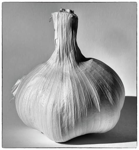 Garlic Still Life Photograph By Robert Ullmann Fine Art America