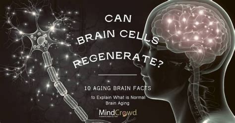Aging Brain Facts What Science Knows About Normal Brain Aging