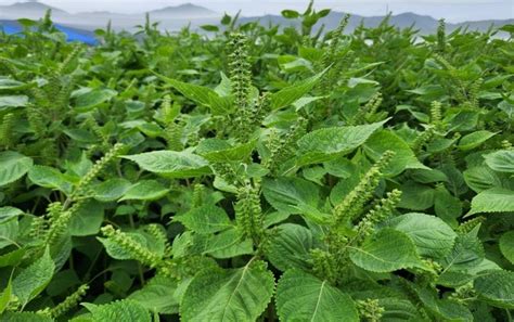 국내 재배 들깨 품종 판별하는 기술 나왔다