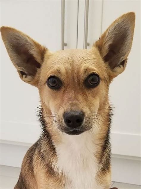 11 Chihuahua Mixes Eager To Give You Mucho Love