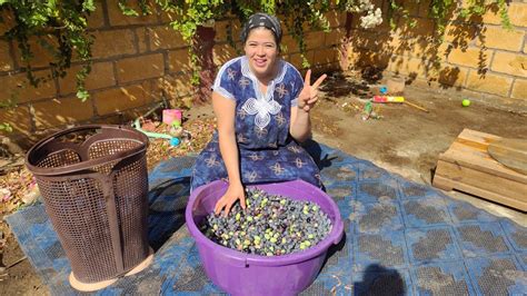 موسم جني الزيتون يعود من جديد🌳مشينا جنينا زيتون و صوبت واحد قصعة البلبولة وختمتها ضربتها ليها