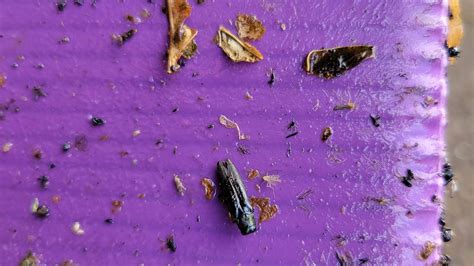 Salem Using Insecticide To Protect Ash Trees From Emerald Ash Borer