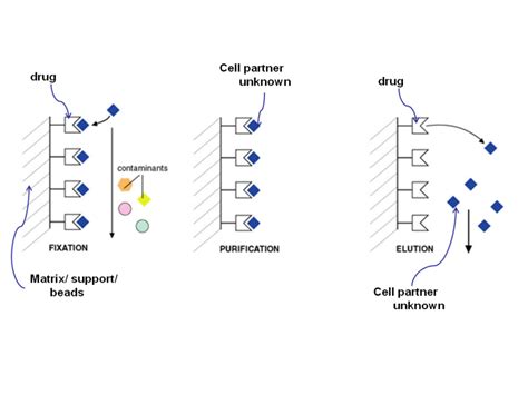 Is It Possible To Design Affinity Chromatography Column With The Drug