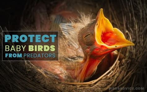 How To Protect Bird Nests From Predators Birds Advice