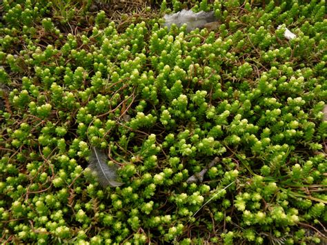 Sedum Sexangulare Zacht Vetkruid Bloemenpark Appeltern