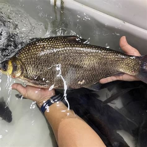 正宗千岛湖鳊鱼有机淡水鳊鱼新鲜鱼鲜活扁鱼鲜水产活鱼现杀快递 虎窝淘