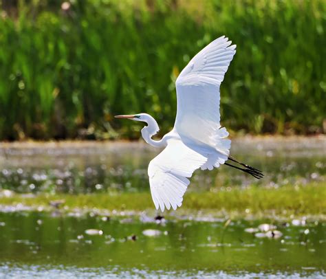 Great Egrets Backcountry Gallery Photography Forums
